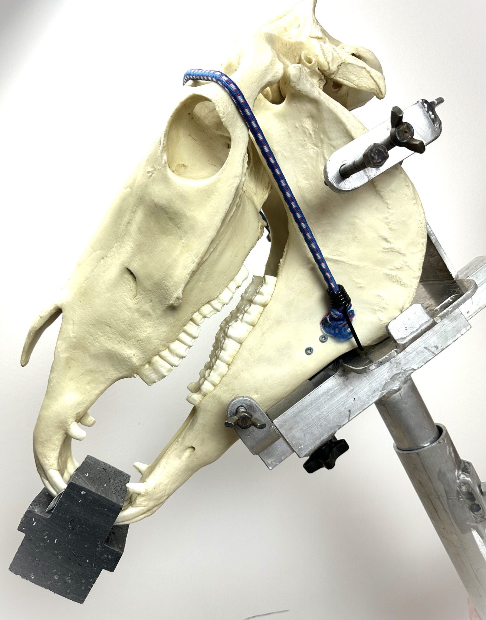 Dental X-ray Block - Power Float